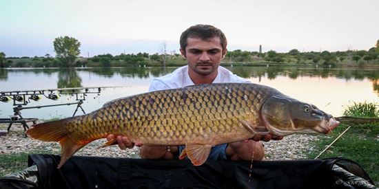 Balta Hermes Peris, Ilfov