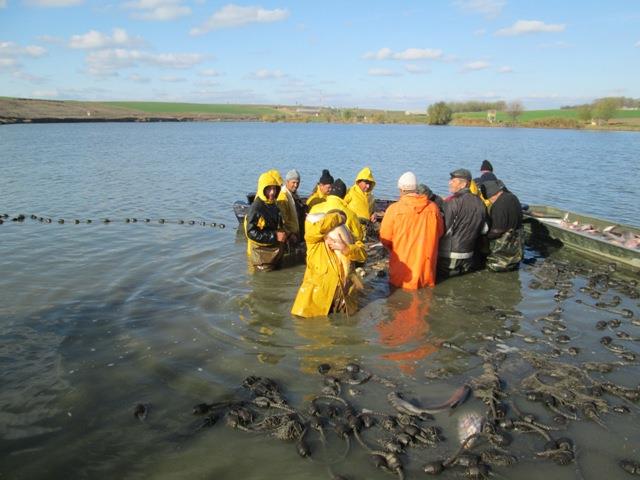 Navod Noiembrie 2013 - Crapi ramasi