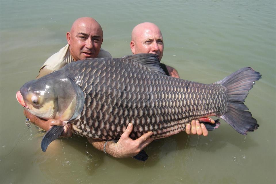 Crapi siamezi