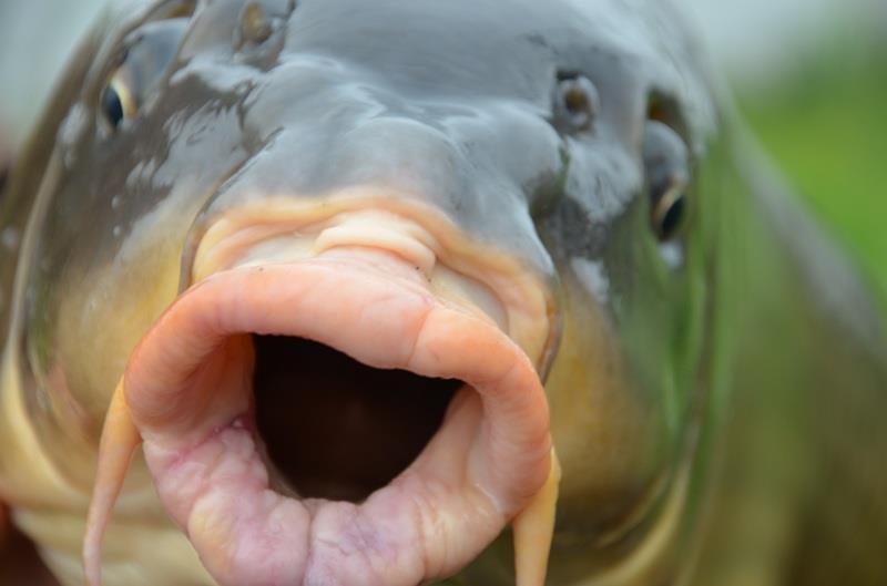 Cate icre are un crap de 20 kg?